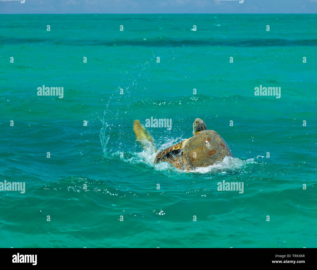 Fauna de tortuga hi-res stock photography and images - Alamy