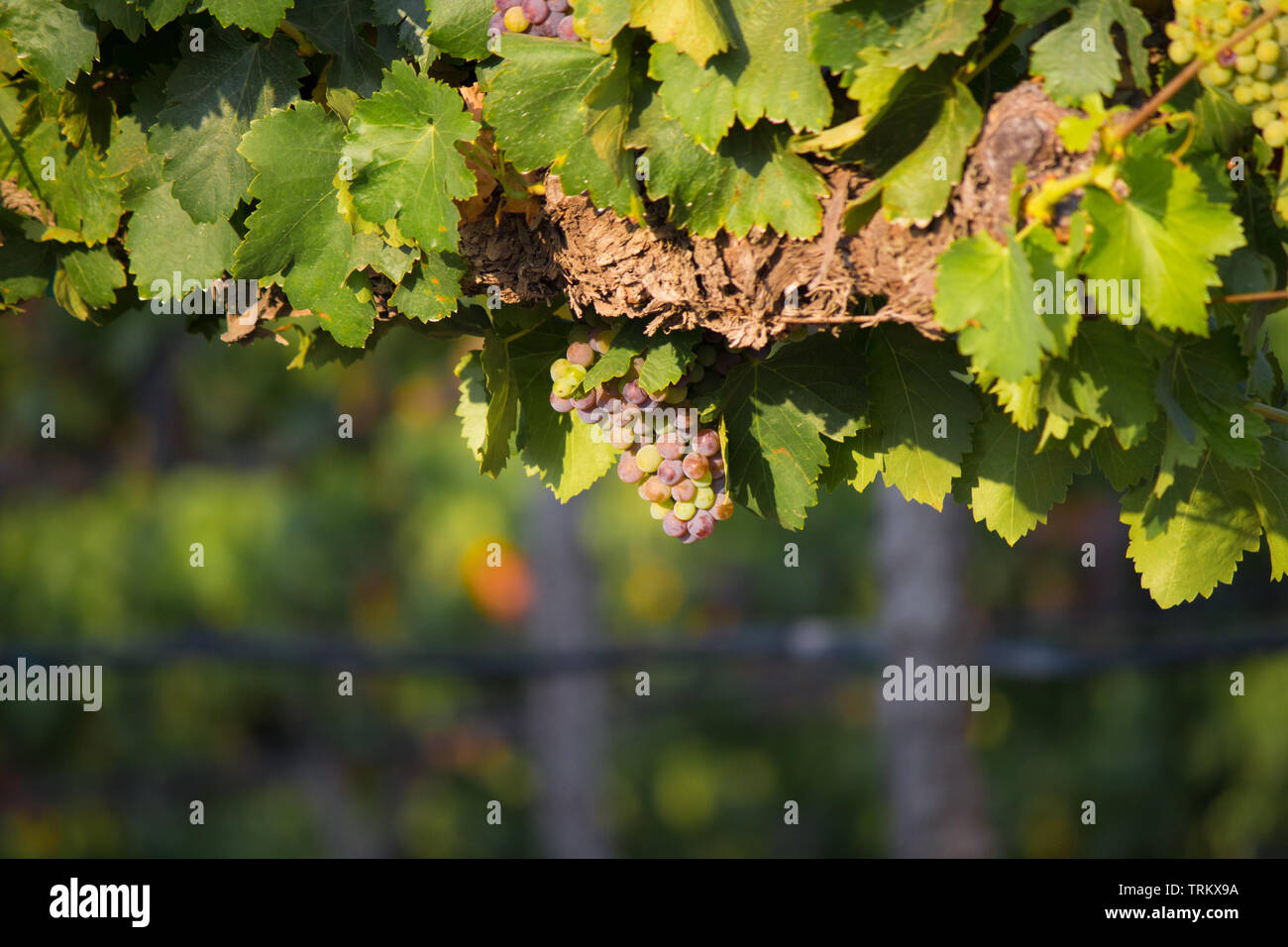 Rows of grapevines in the late afternoon in Los Olivos, California ...
