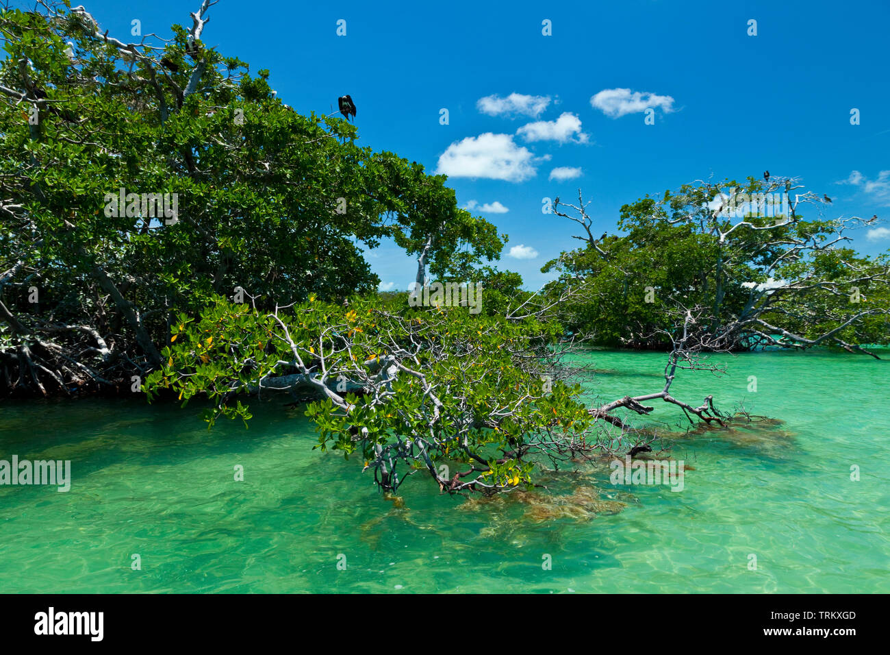 Colonia de aves marinas en el manglar. Reserva de la Biosfera de Sian ...