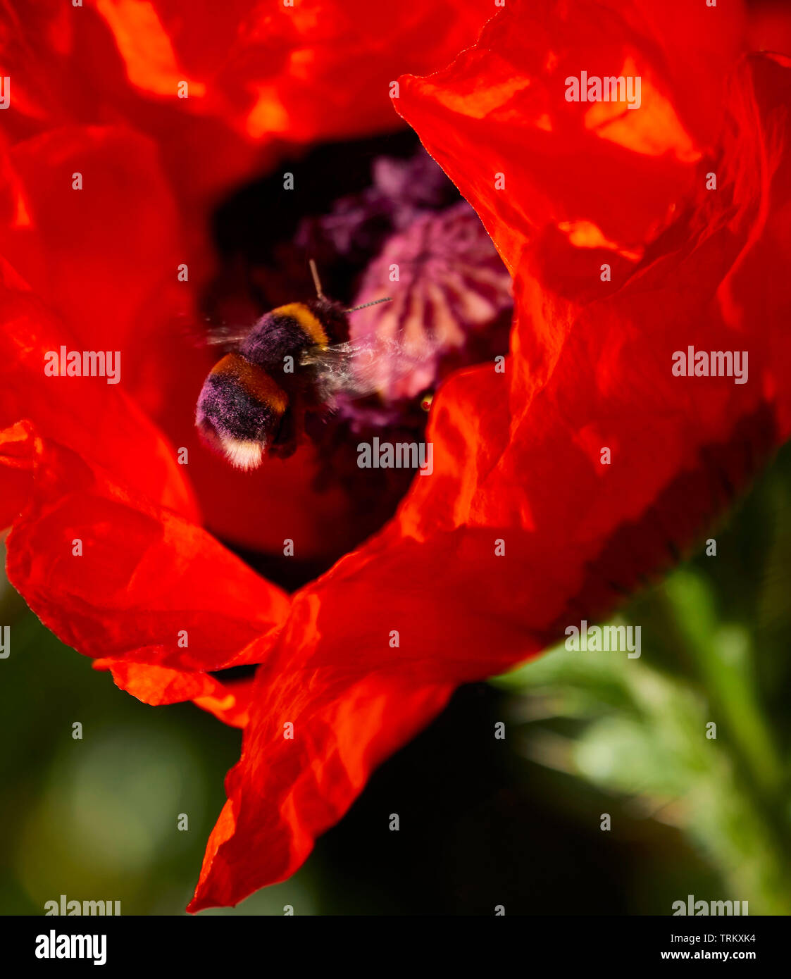 Red ornamental poppy and bee in the sunshine of an London urban garden ...
