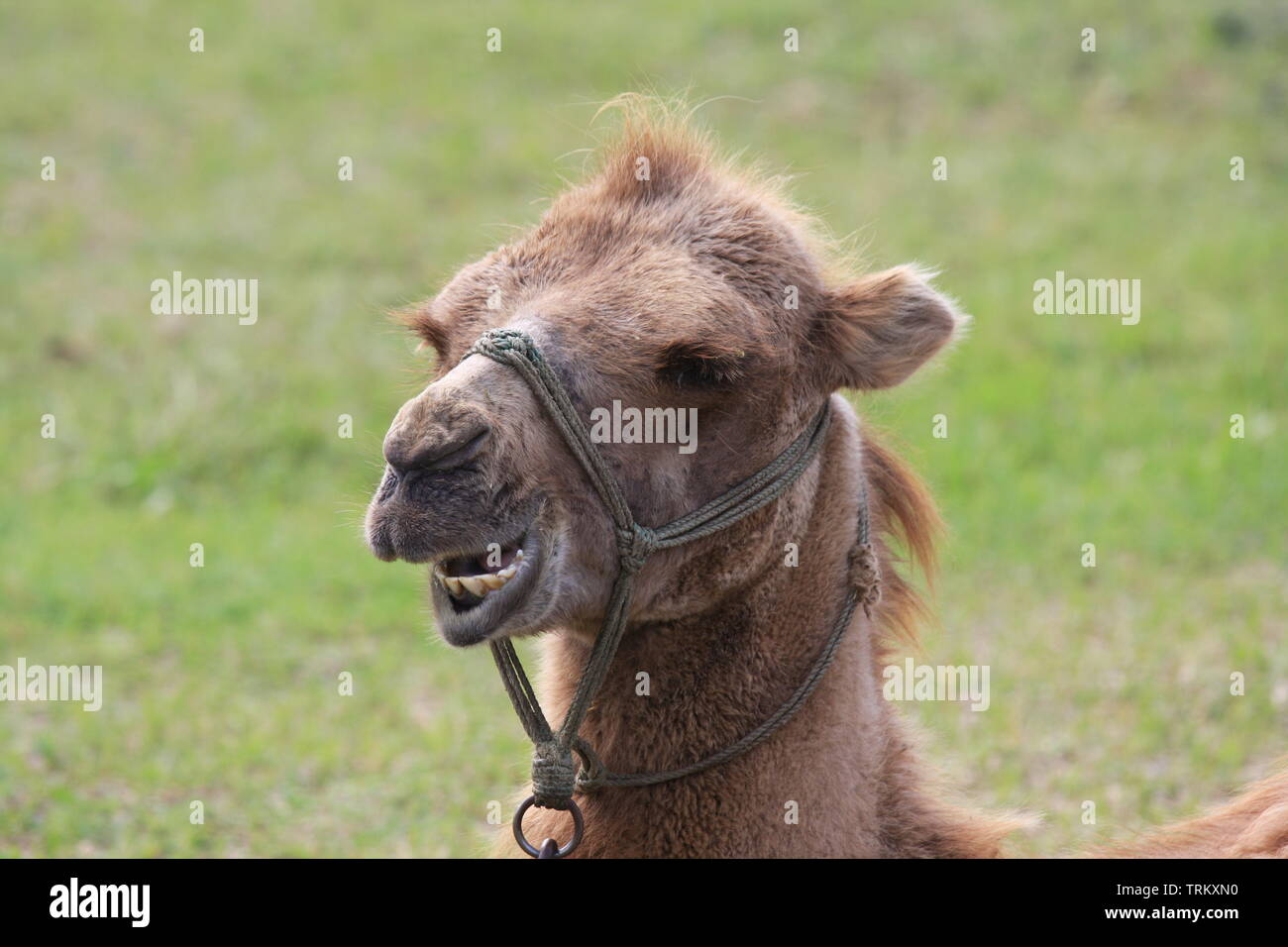Close look of a chained camel circus animal resting and eating in the ...