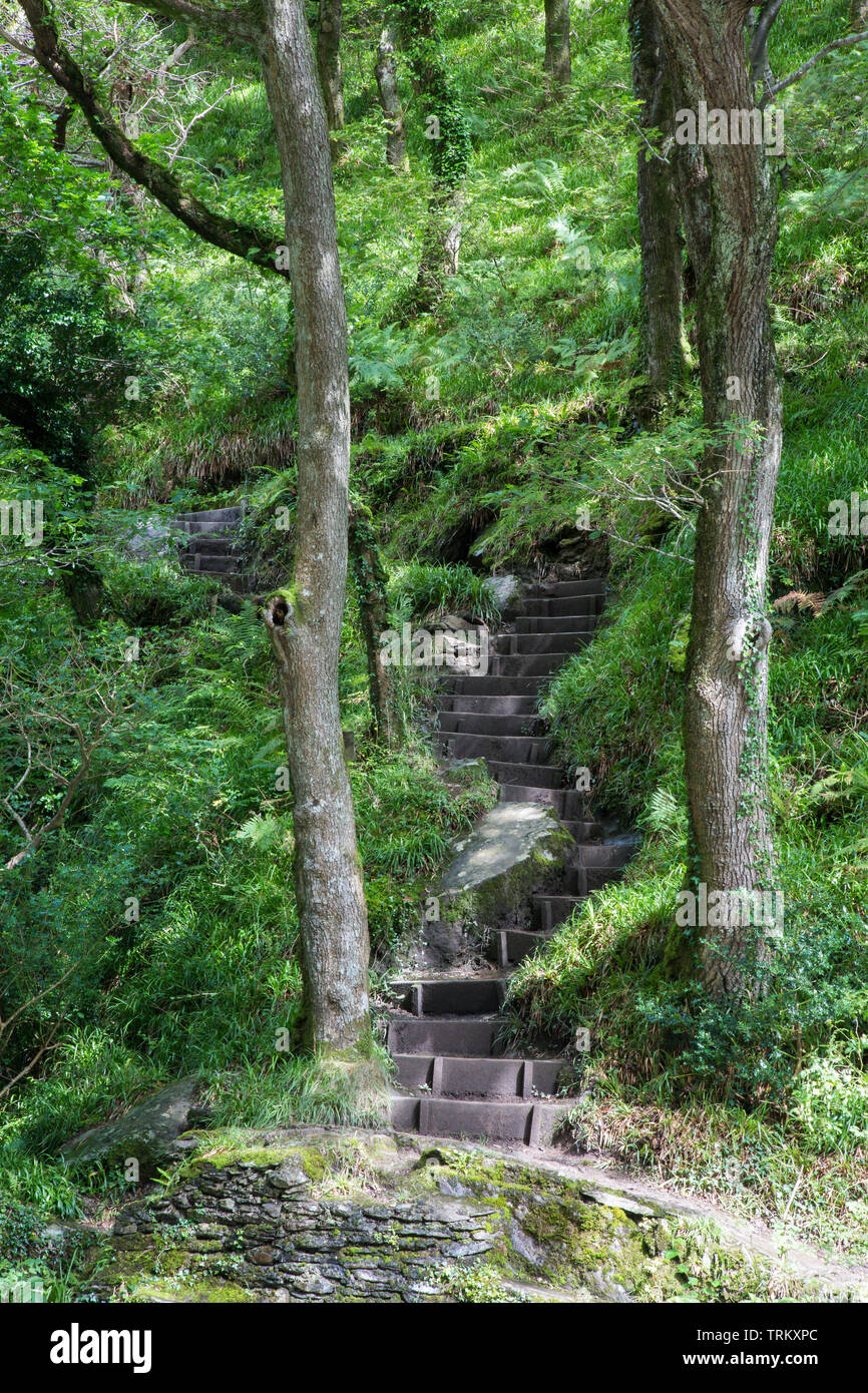 steps rising through trees at Watersmeet, Exmoor Stock Photo - Alamy