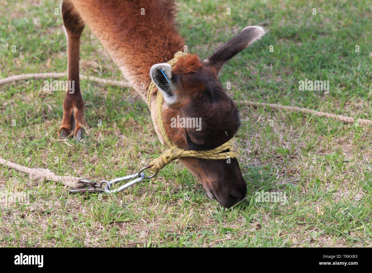 Close look of a chained llama circus animal resting in the grass Stock ...
