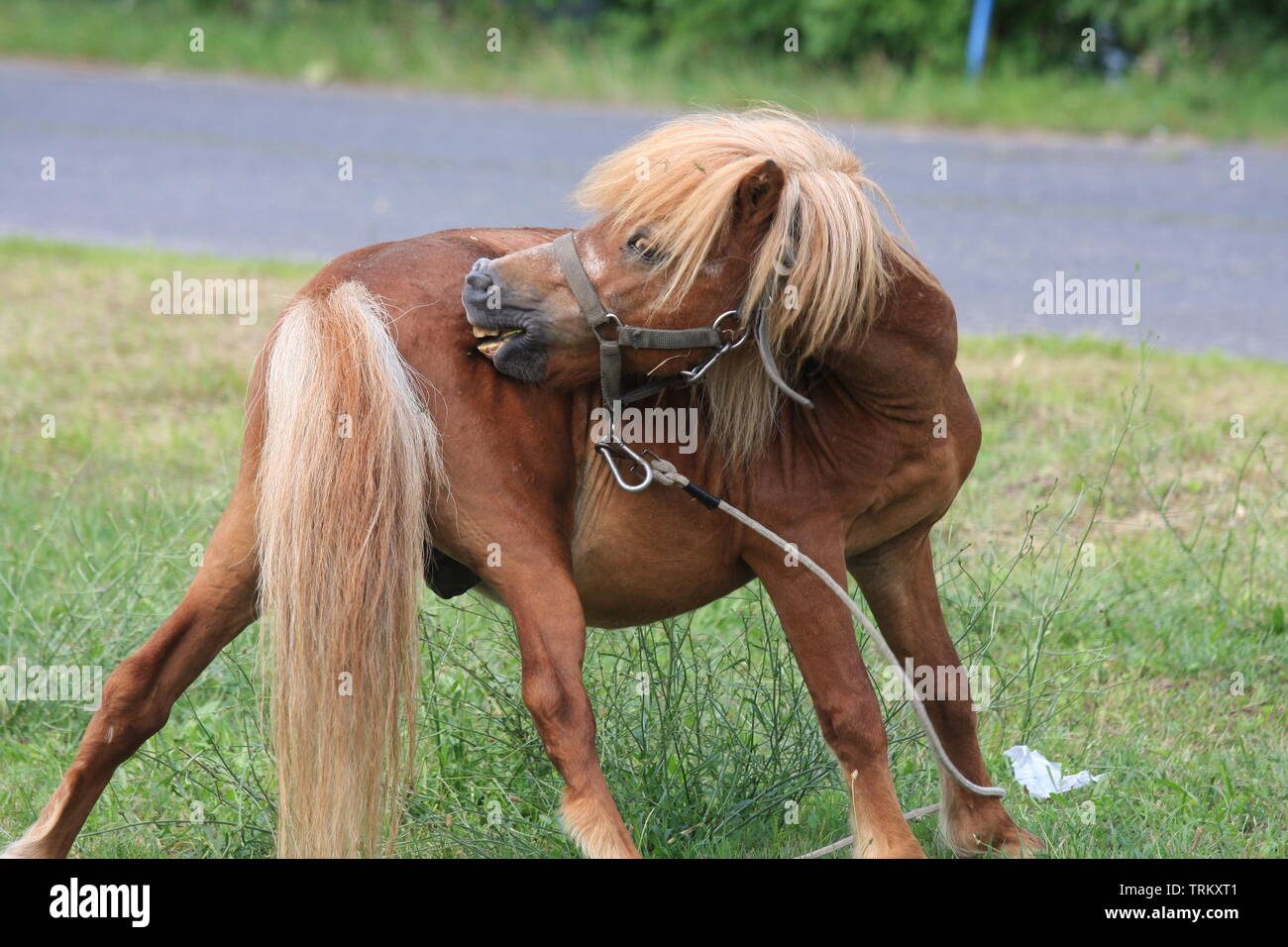 Chained horse circus animal resting and eating in the grass Stock Photo ...