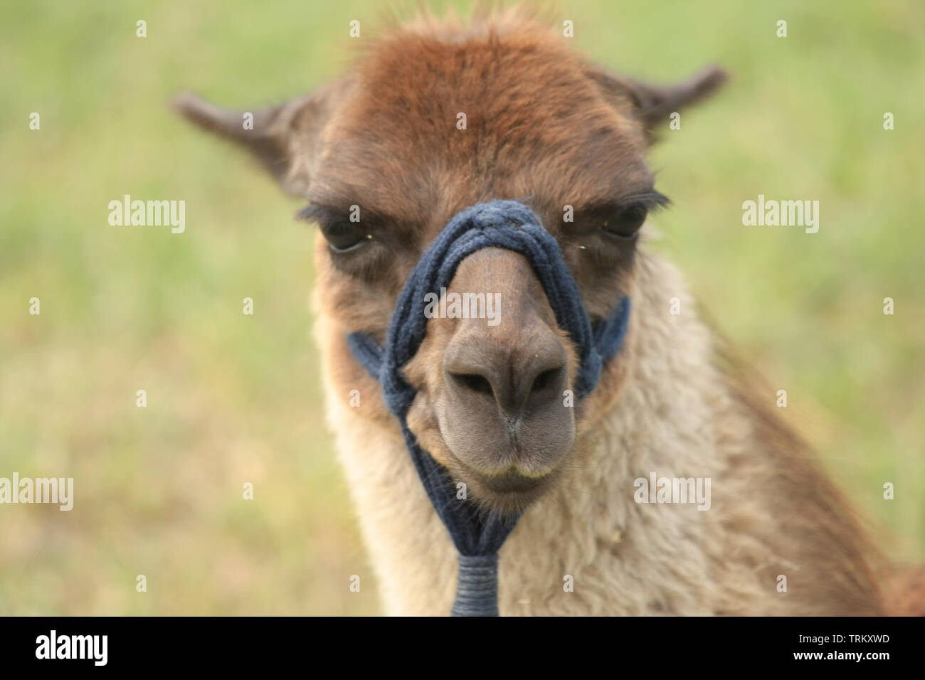 Close look of a chained llama circus animal resting in the grass Stock ...