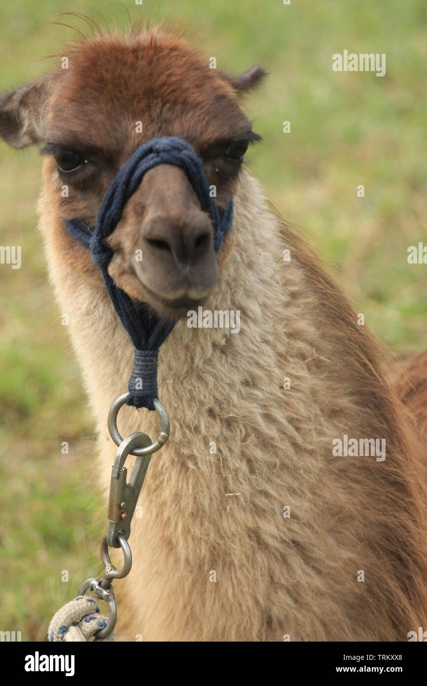 Close look of a chained llama circus animal resting in the grass Stock ...