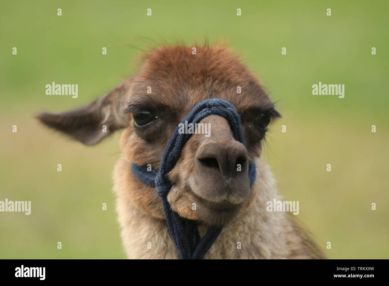 Close look of a chained llama circus animal resting in the grass Stock ...