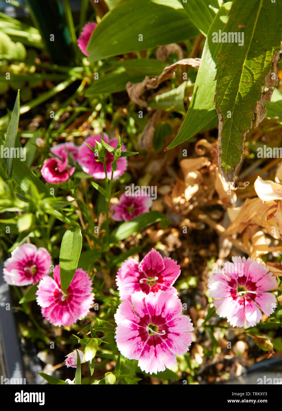 Pinks, Dianthus, in flower nature flower portrait in a London garden ...