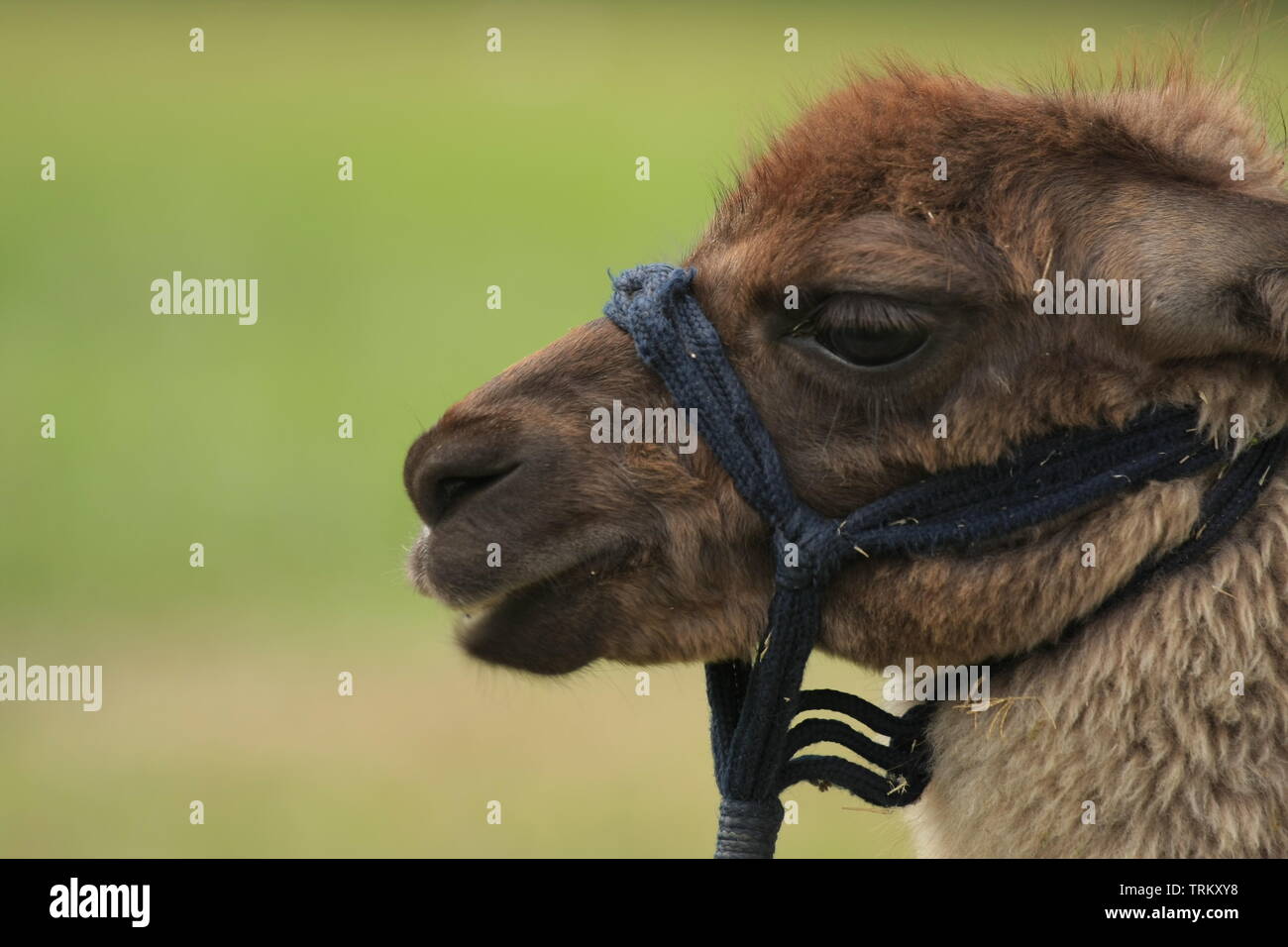 Close look of a chained llama circus animal resting in the grass Stock ...
