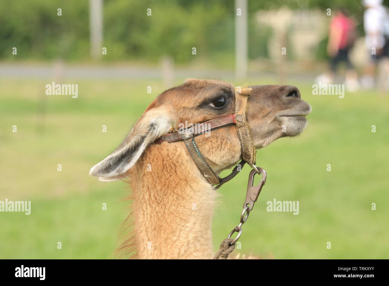 Close look of a chained llama circus animal resting in the grass Stock ...