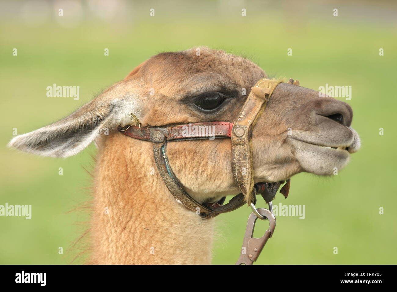 Close look of a chained llama circus animal resting in the grass Stock ...