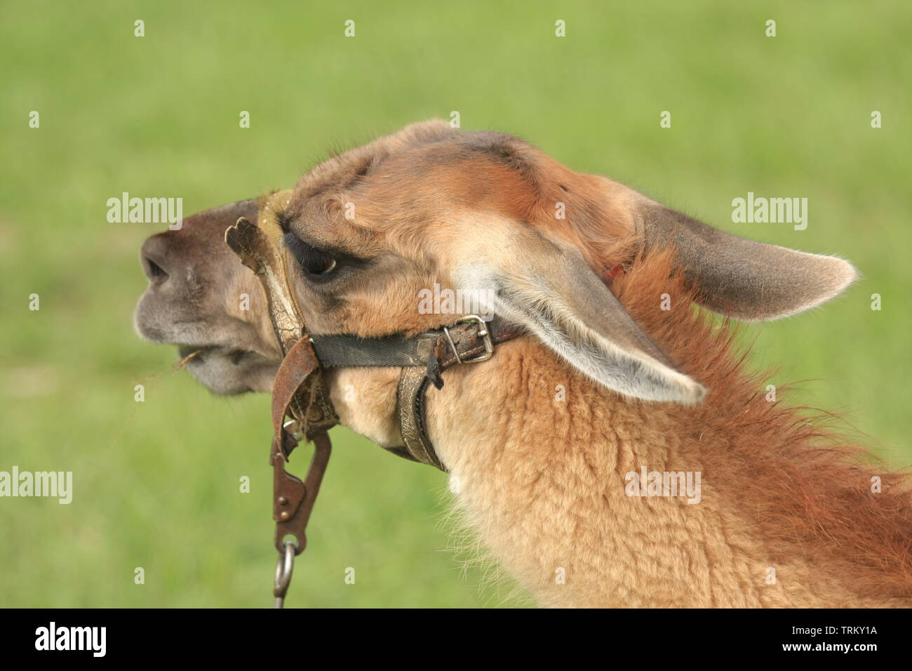 Close look of a chained llama circus animal resting in the grass Stock ...