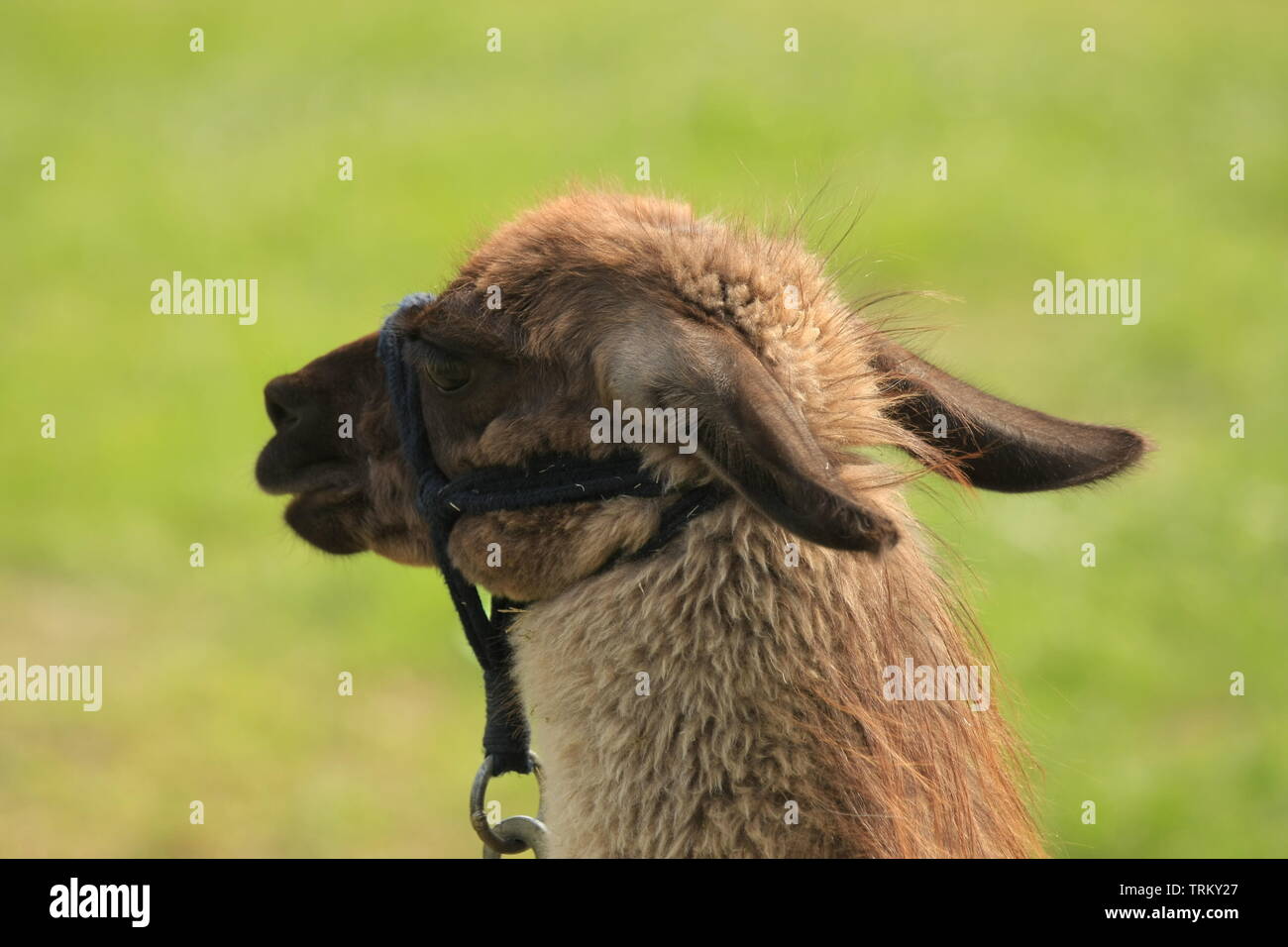 Close look of a chained llama circus animal resting in the grass Stock ...