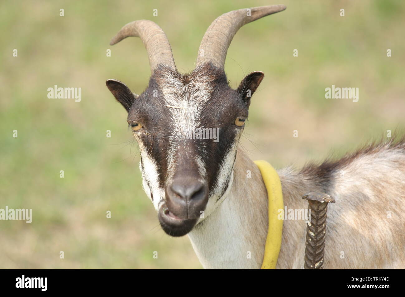 Circus Goat High Resolution Stock Photography and Images - Alamy