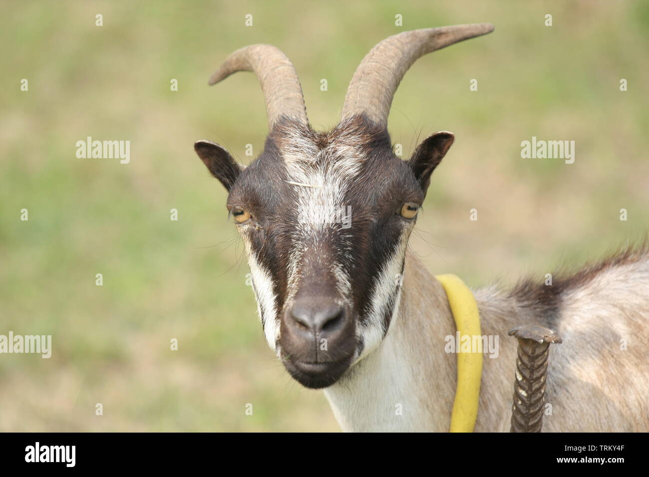 Chained goat circus animal resting in the grass Stock Photo - Alamy