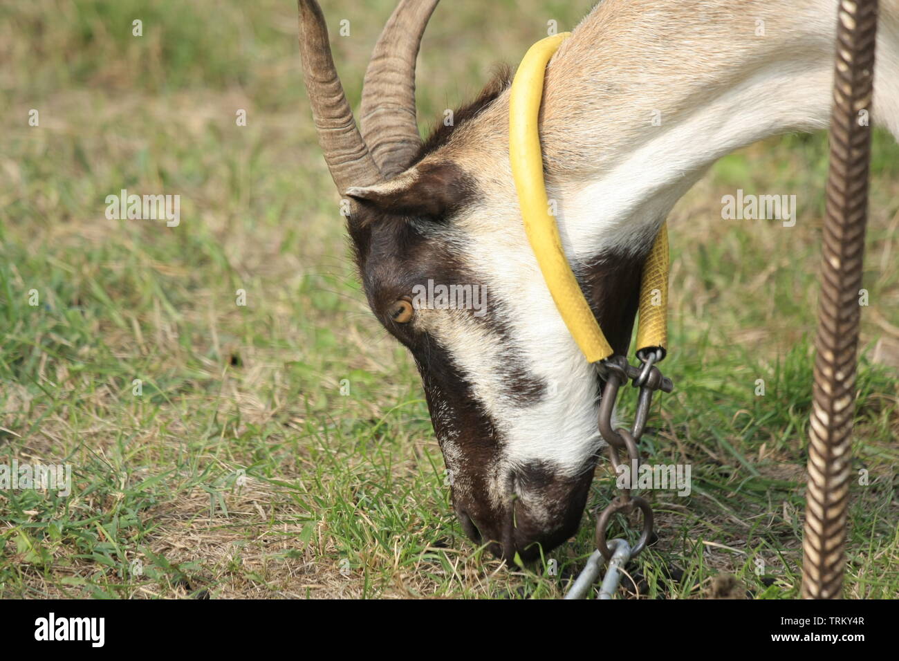 Circus Goat High Resolution Stock Photography and Images - Alamy
