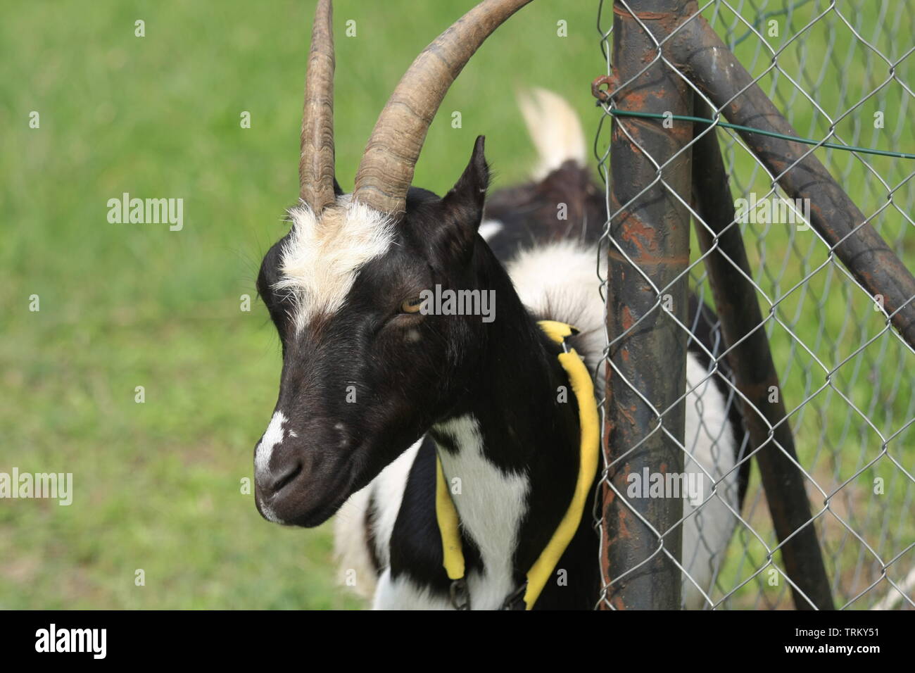 Circus goat hi-res stock photography and images - Alamy