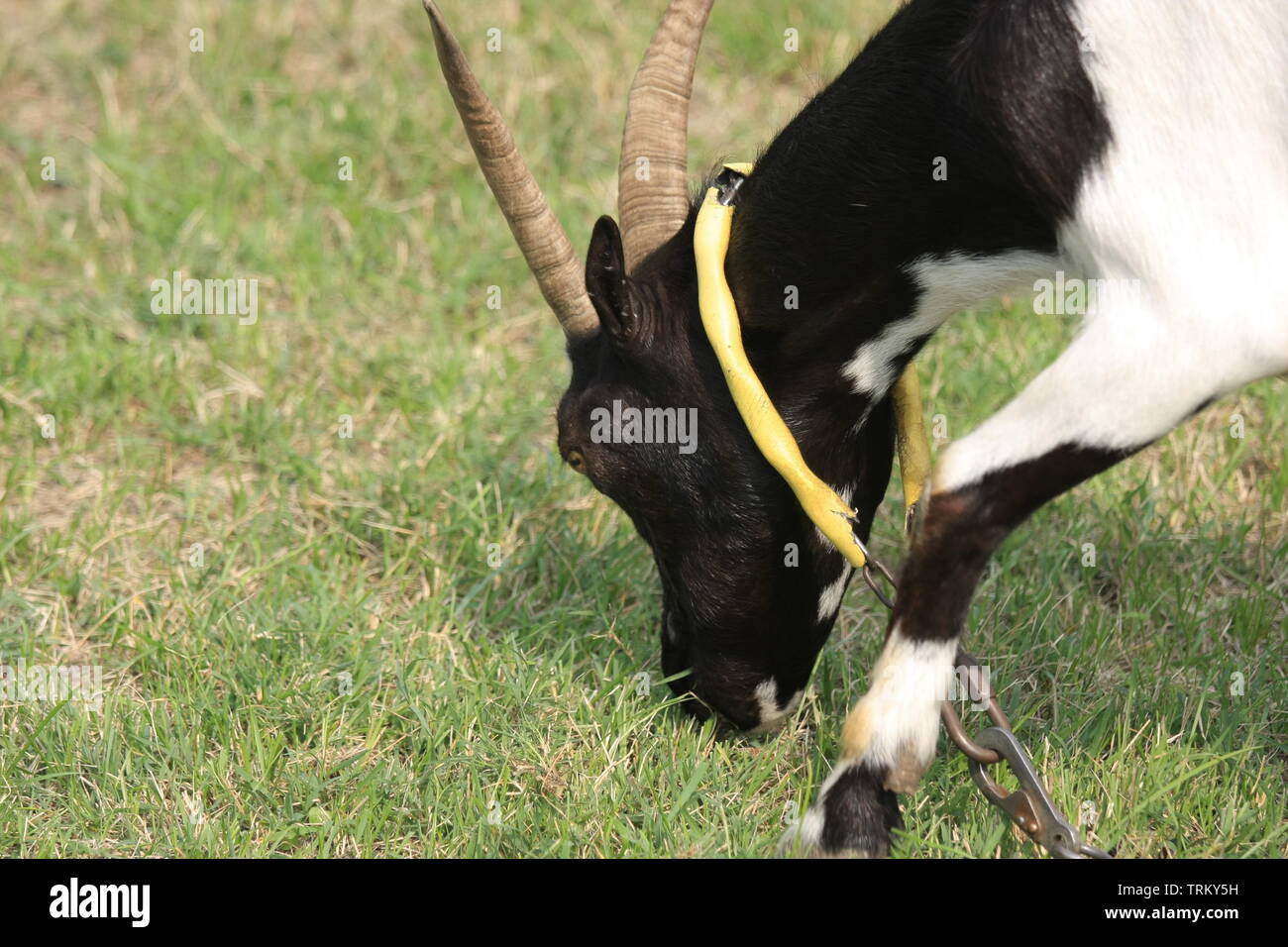 Circus goat hi-res stock photography and images - Alamy
