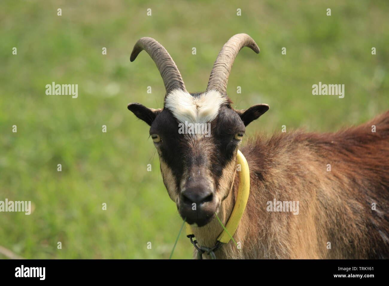 Circus Goat High Resolution Stock Photography and Images - Alamy