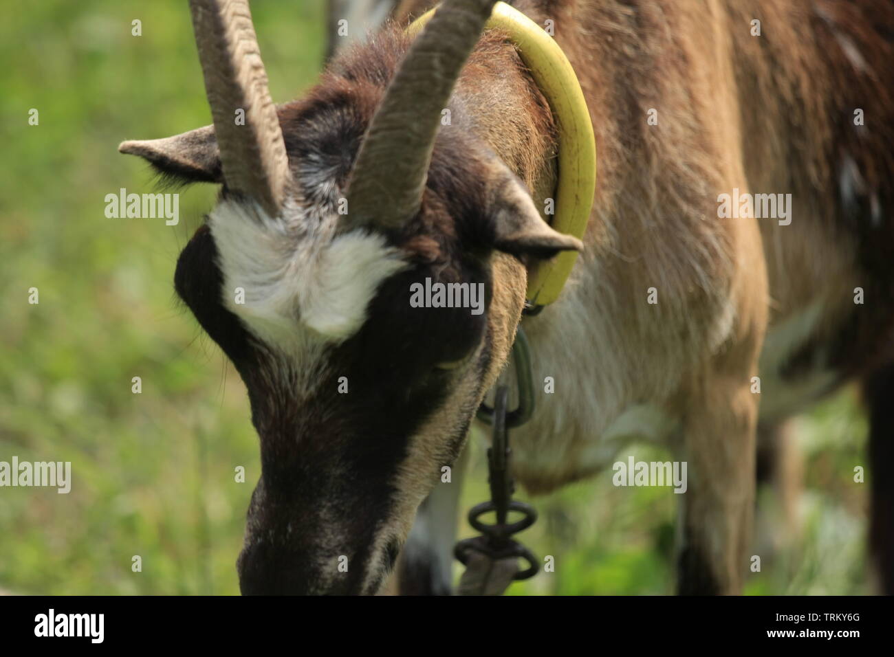 Circus Goat High Resolution Stock Photography and Images - Alamy
