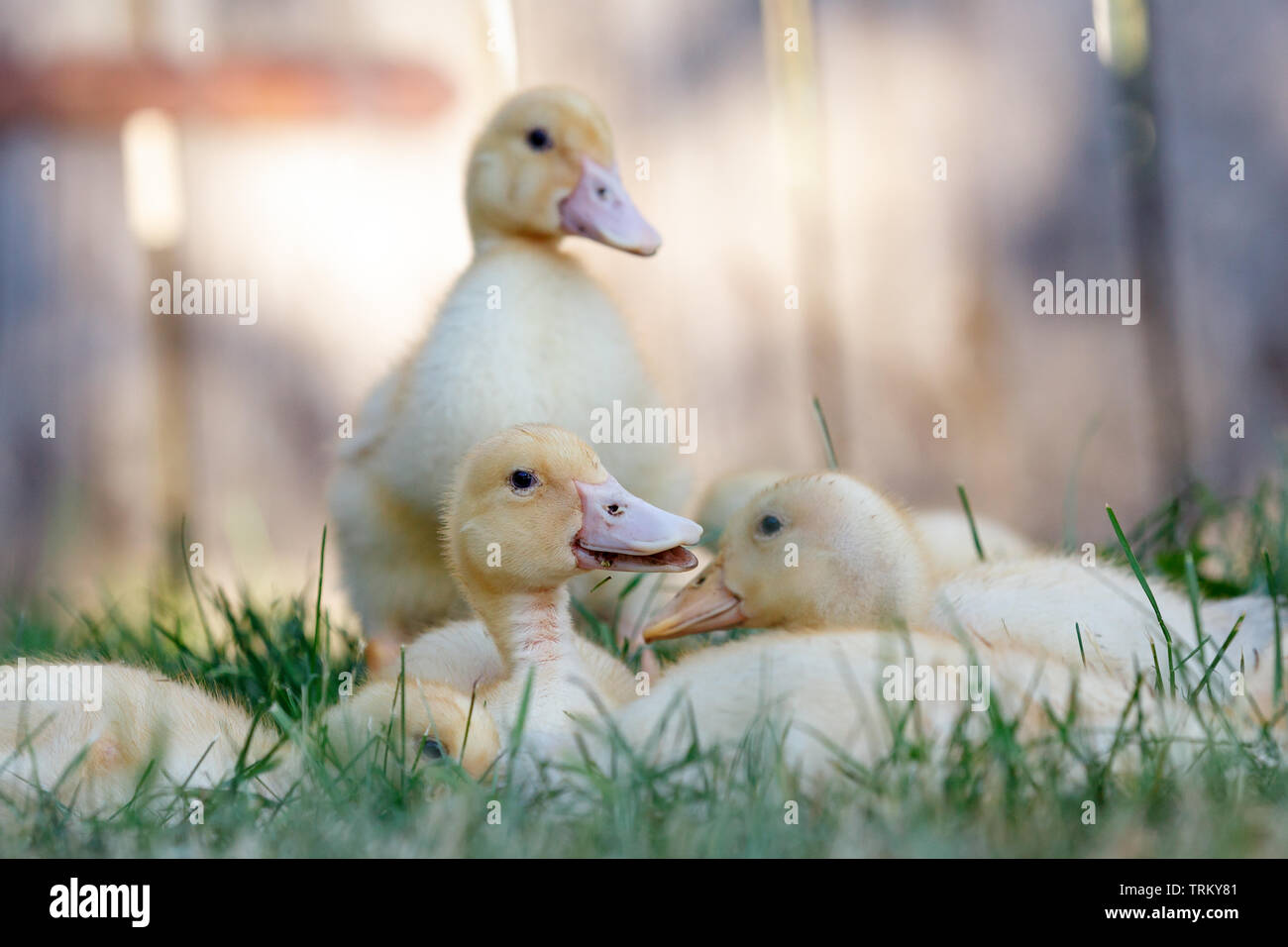Ducklings rest on the grass and warmed up in the sun Stock Photo - Alamy