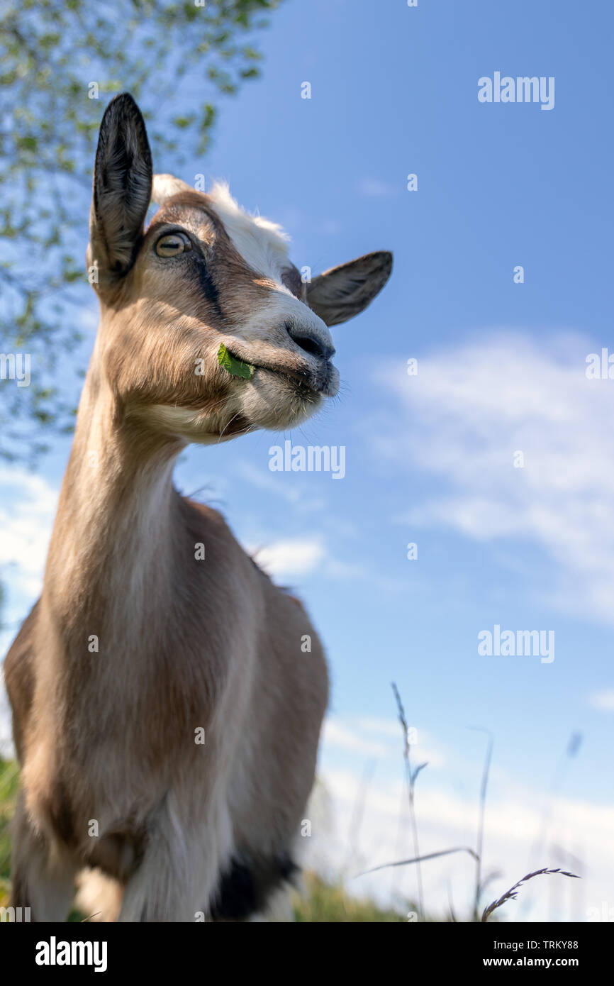 Portrait of a goat on the blue sky background Stock Photo - Alamy