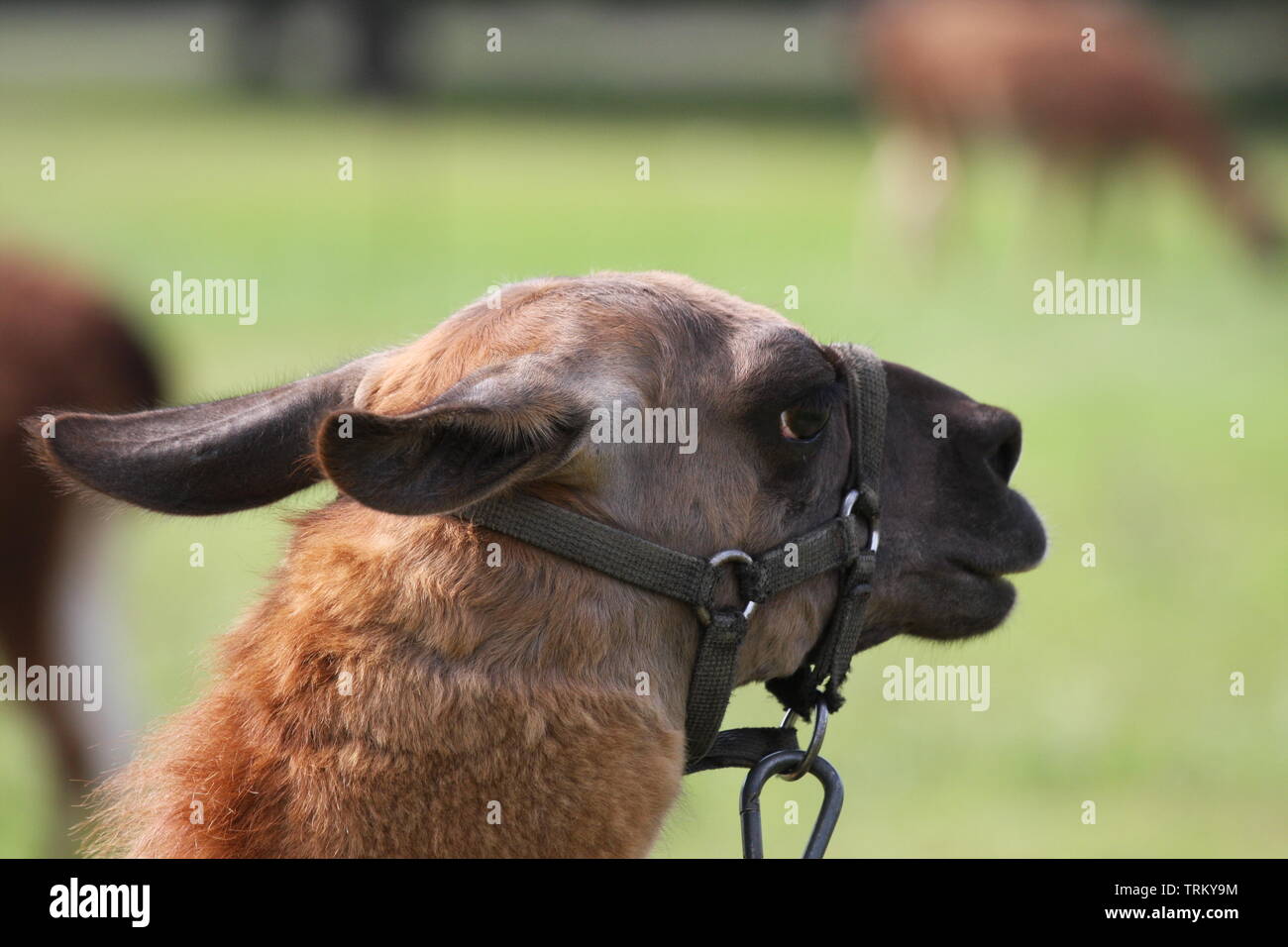 Close look of a chained llama circus animal resting in the grass Stock ...