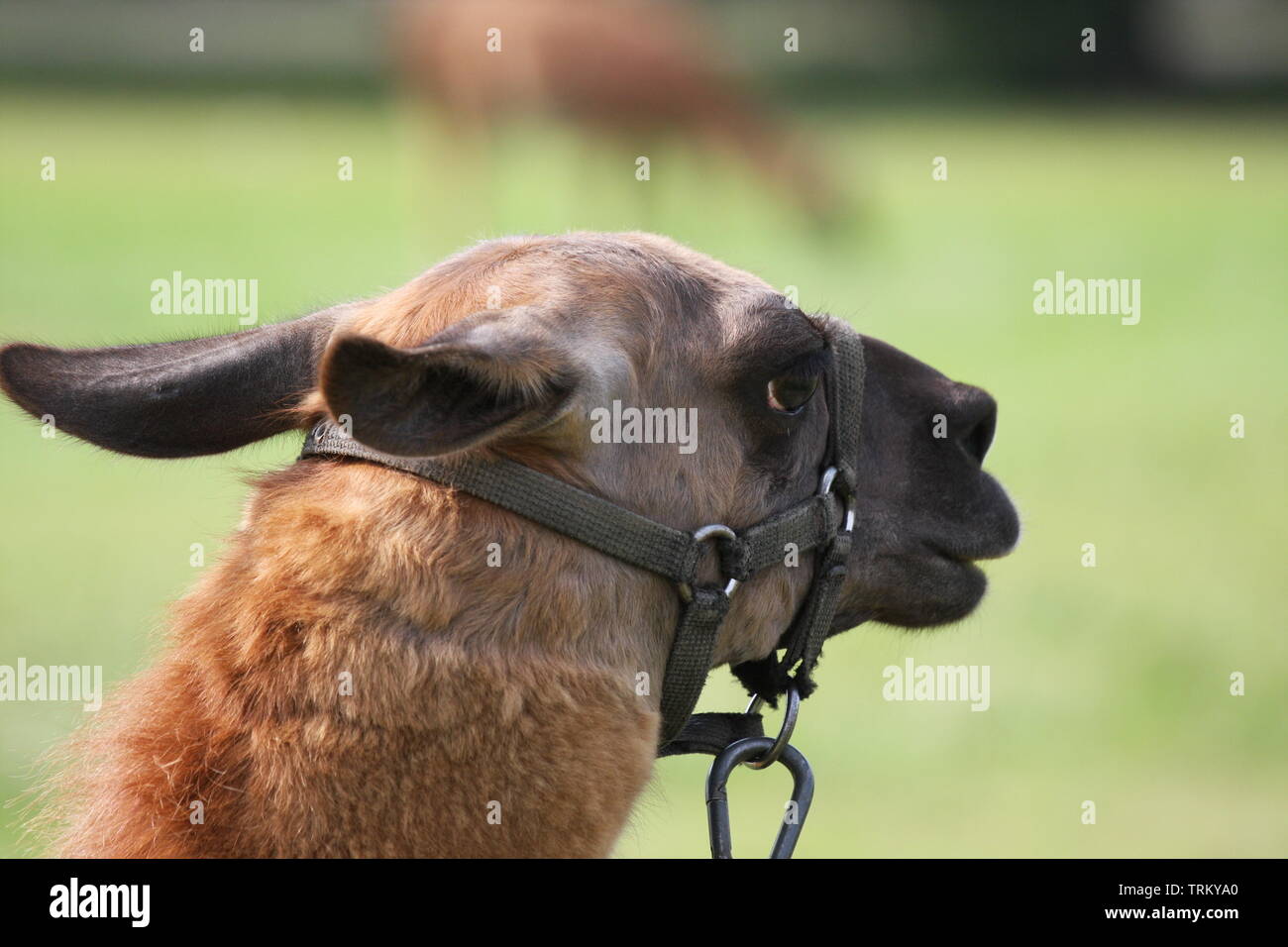 Close look of a chained llama circus animal resting in the grass Stock ...