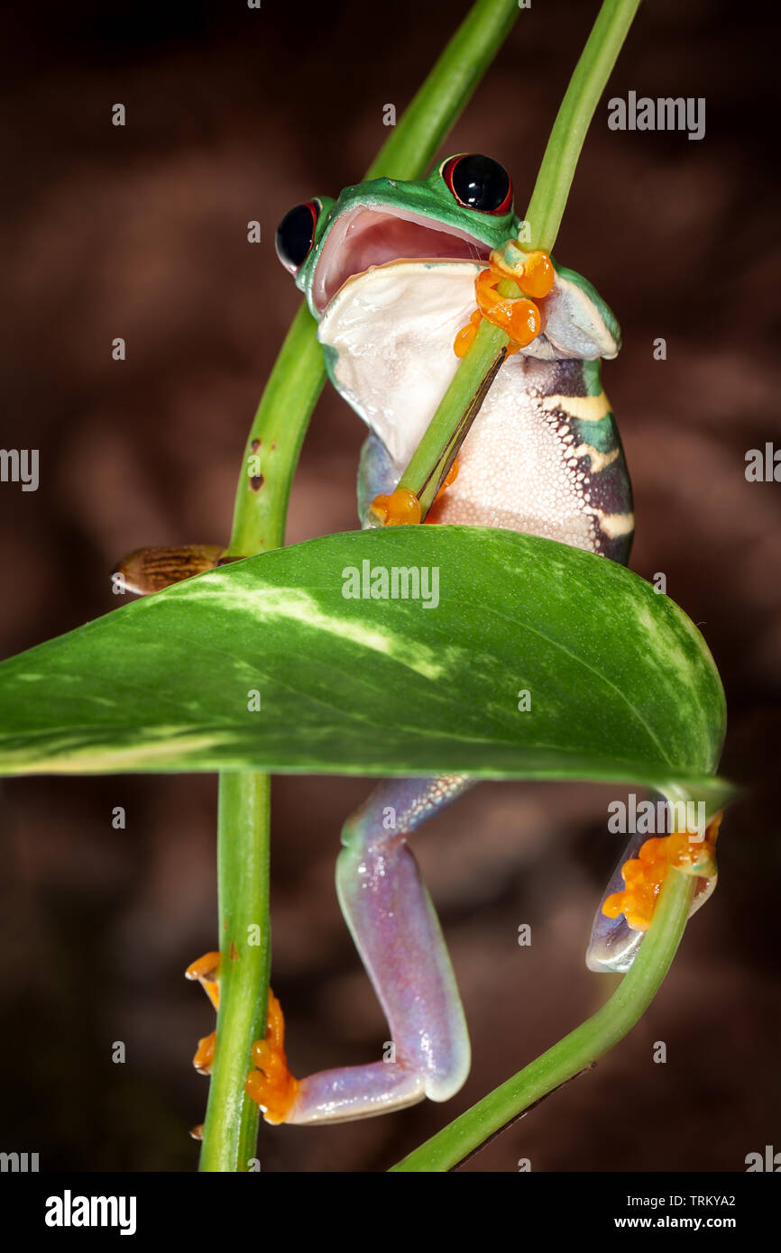 Frog mouth open hi-res stock photography and images - Alamy