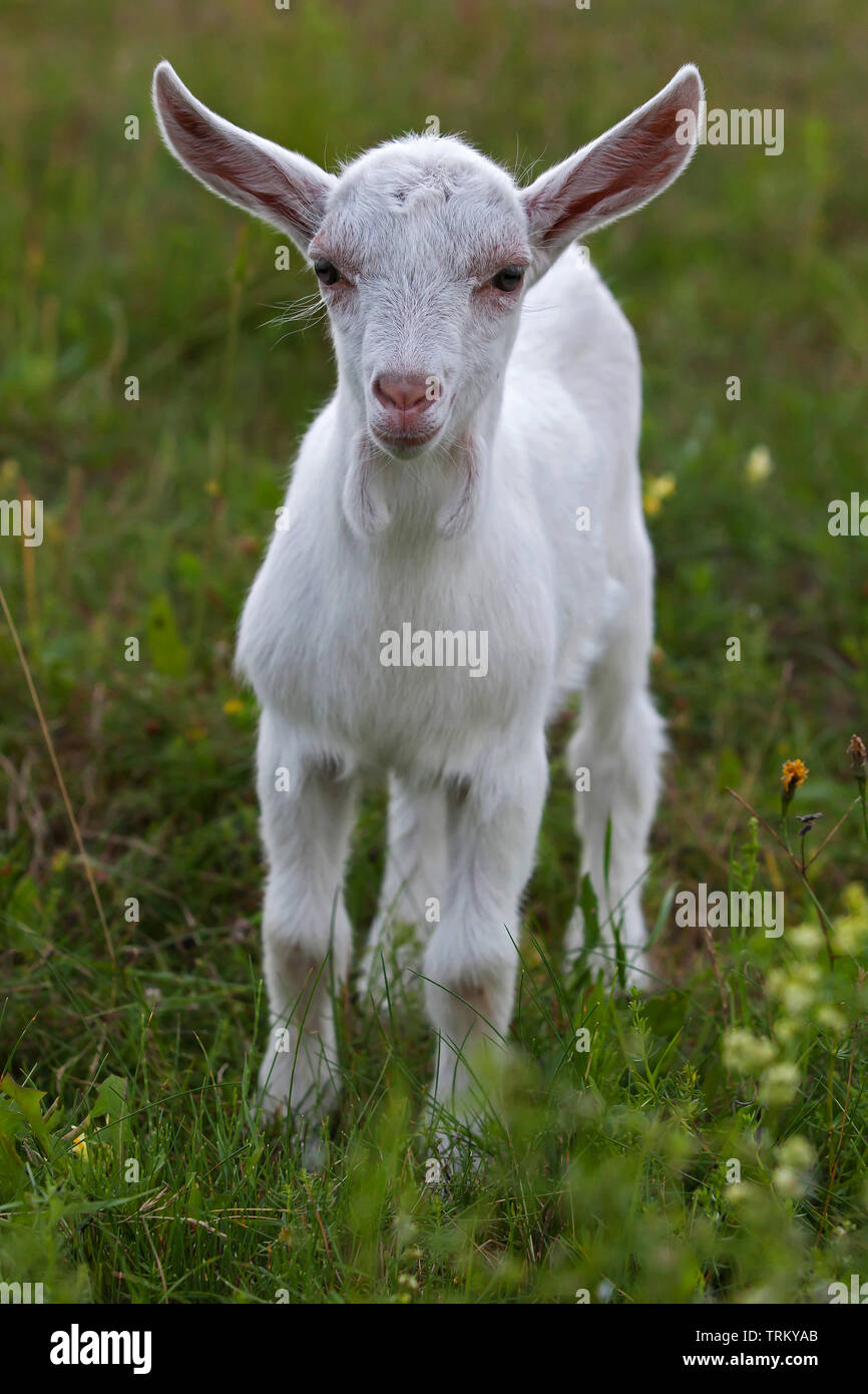 Beautiful white little goat hi-res stock photography and images - Alamy