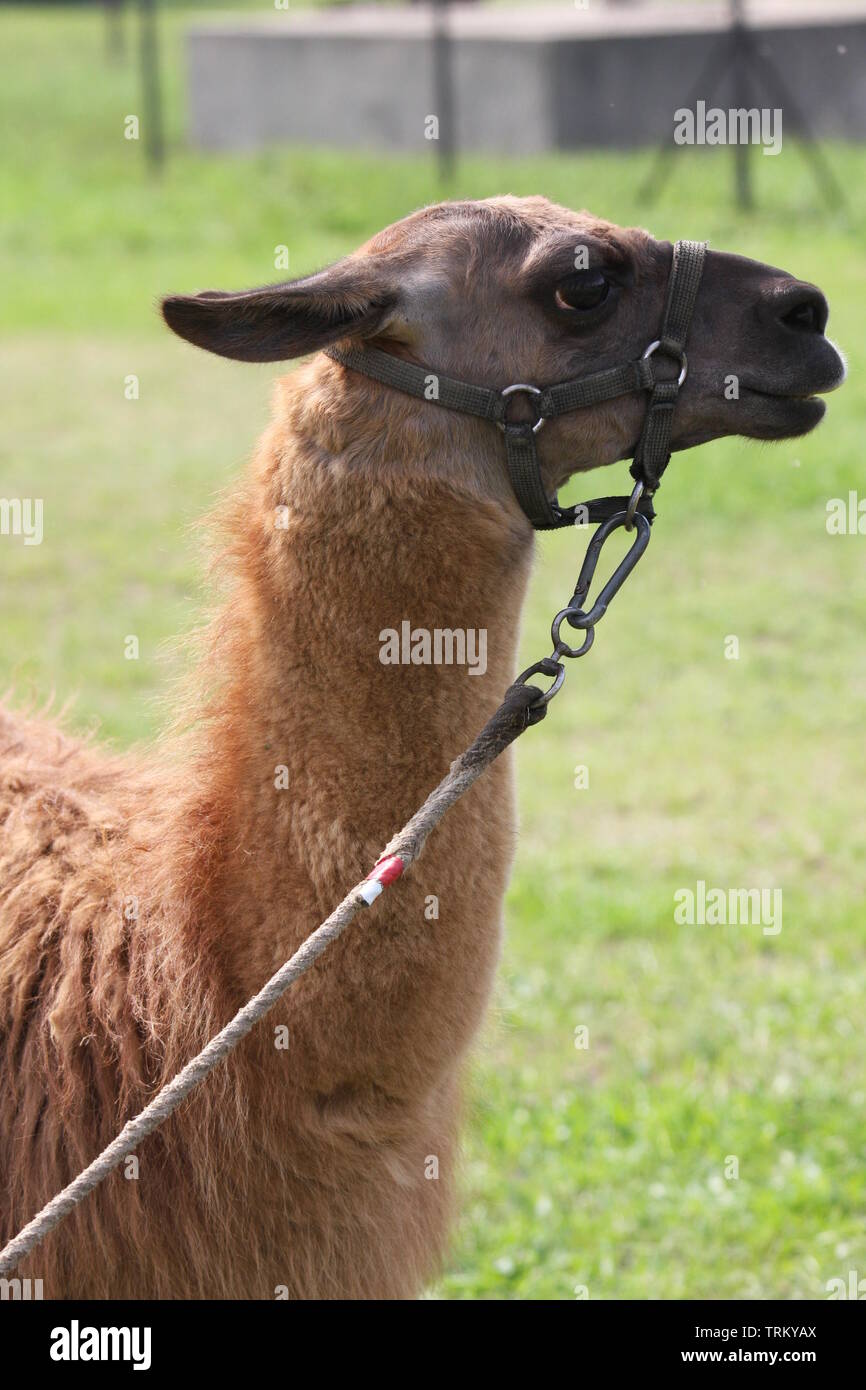 Close look of a chained llama circus animal resting in the grass Stock ...
