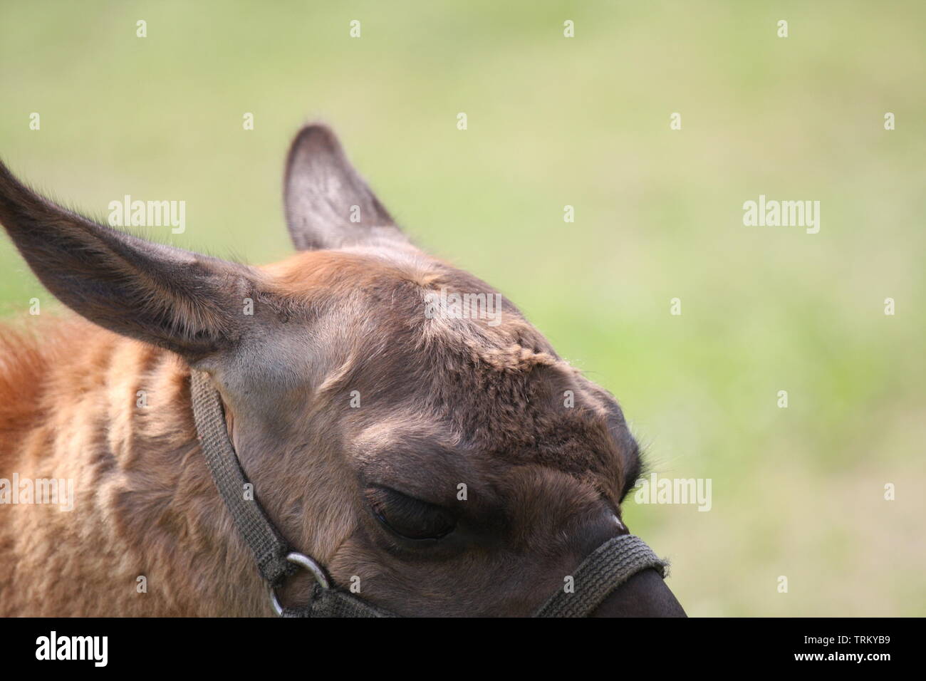 Close look of a chained llama circus animal resting in the grass Stock ...