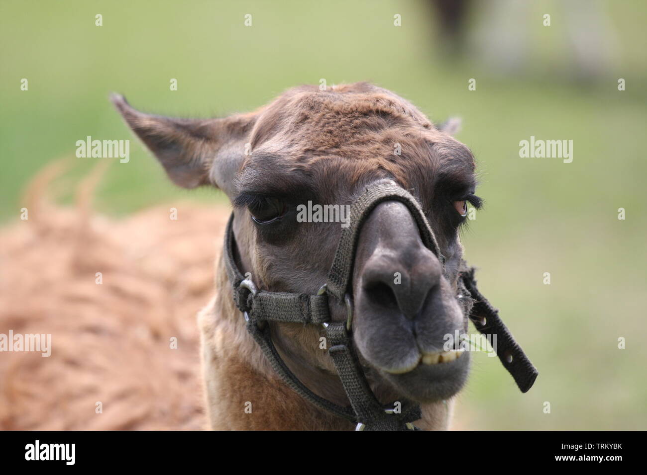 Close look of a chained llama circus animal resting in the grass Stock ...