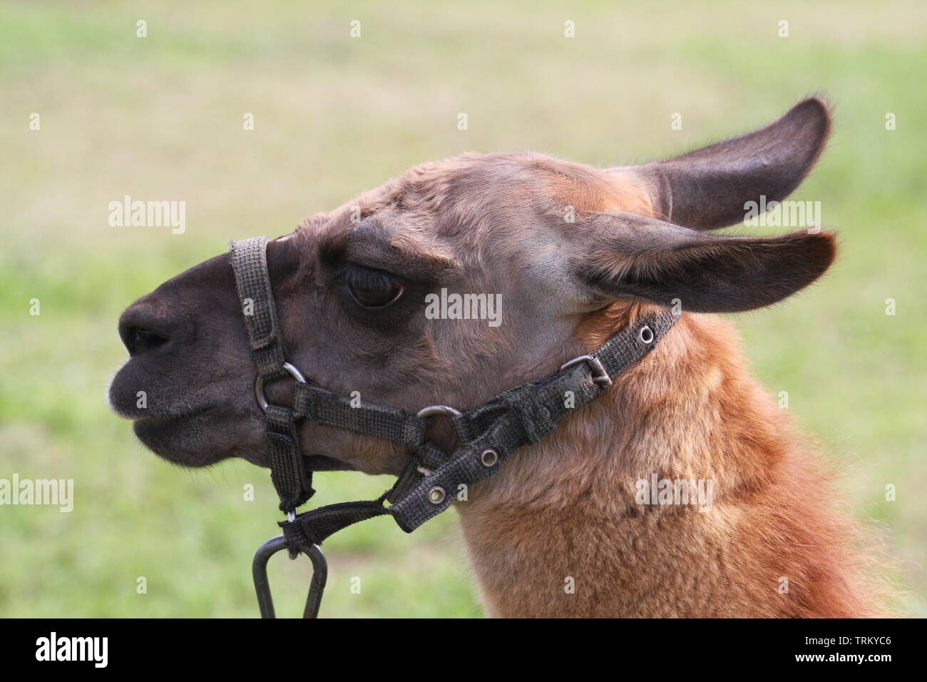 Close look of a chained llama circus animal resting in the grass Stock ...