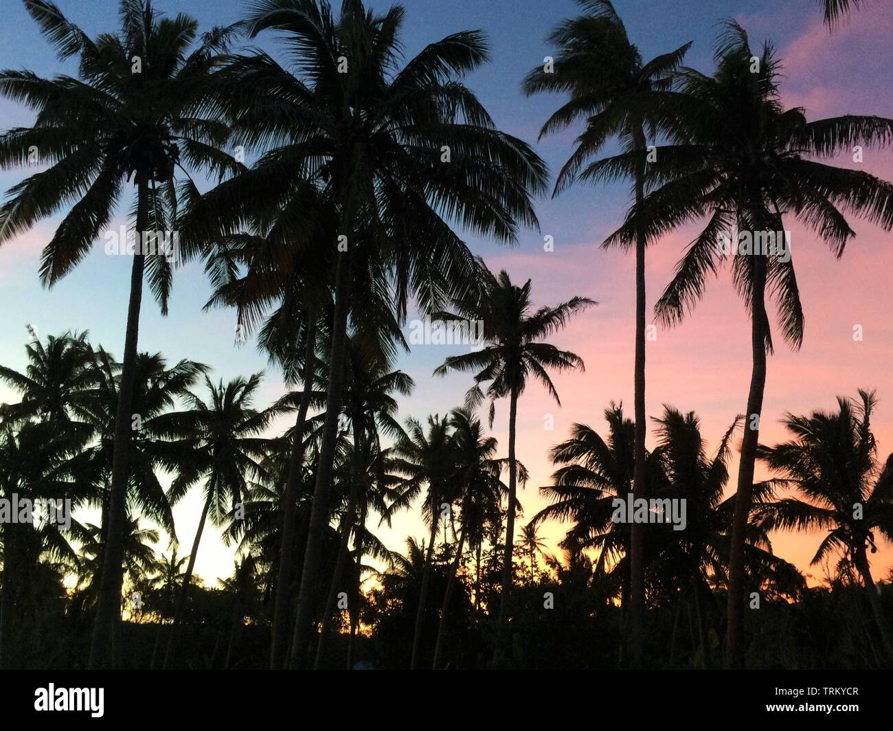 Insane Fiji sunset with Palm silhouettes Stock Photo - Alamy