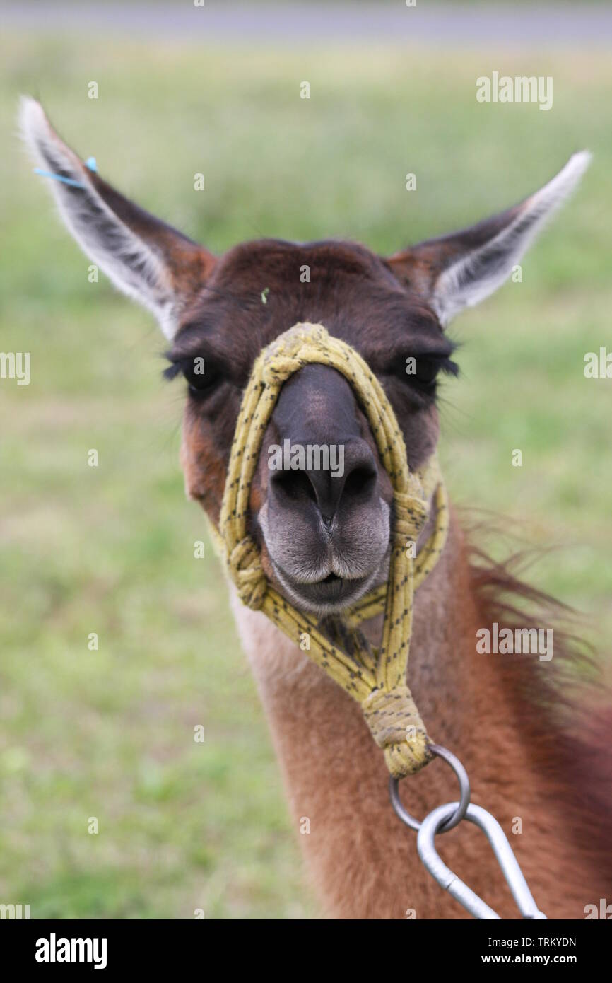 Close look of a chained llama circus animal resting in the grass Stock ...