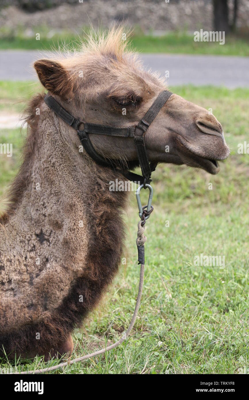 Close look of a chained camel circus animal resting and eating in the ...