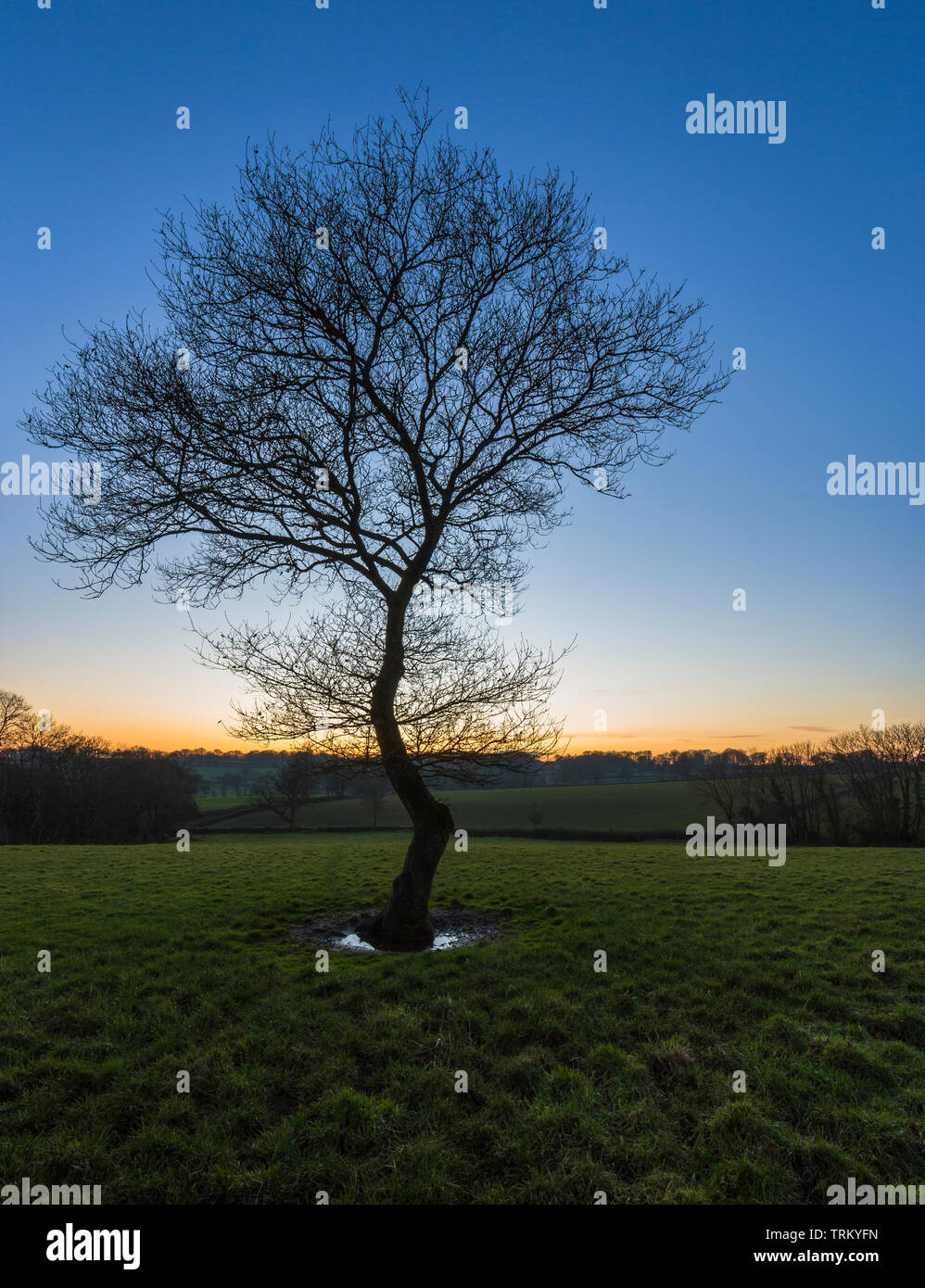 sunset behind single tree in field Stock Photo - Alamy