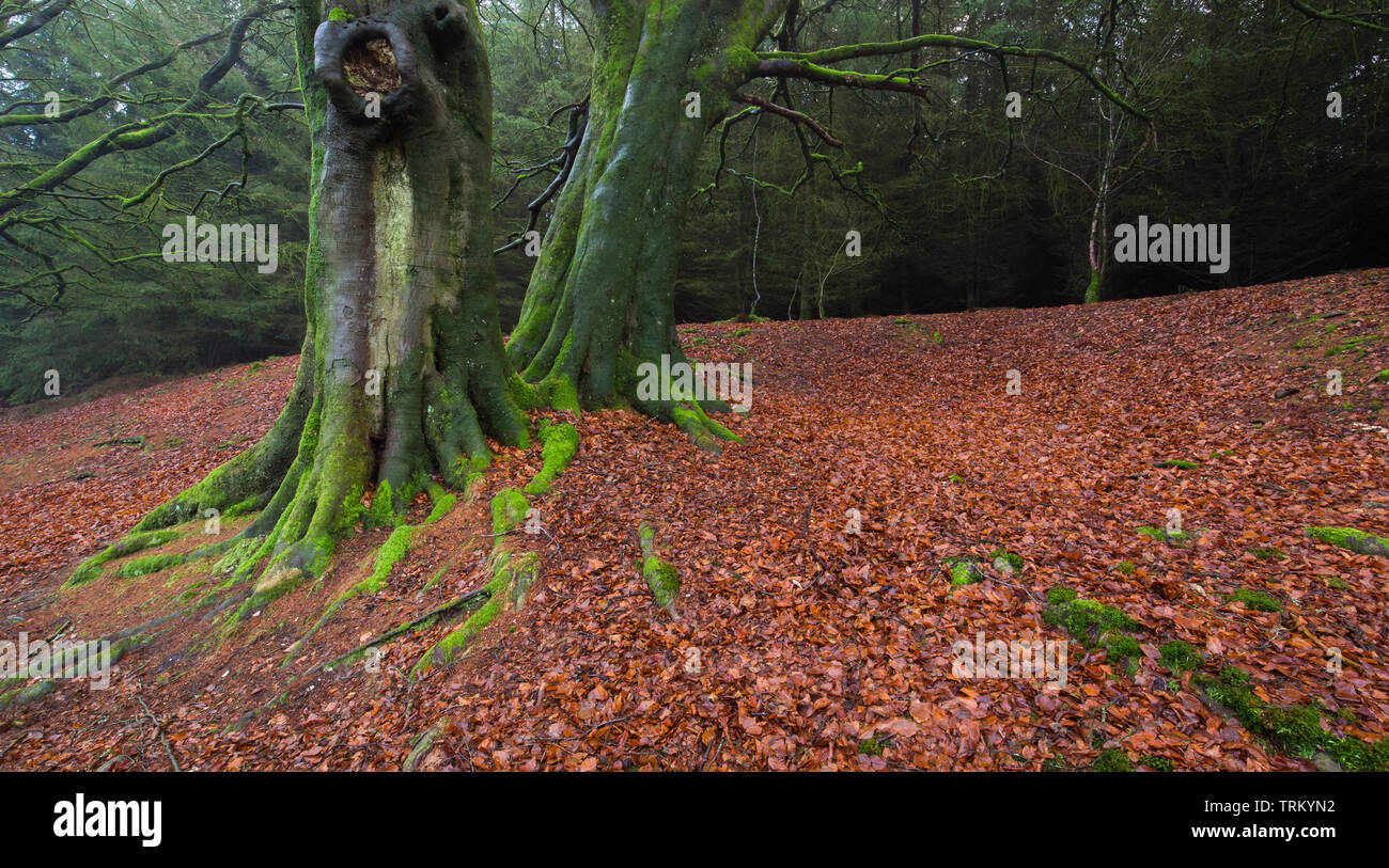 Leaves under the tree hi-res stock photography and images - Alamy