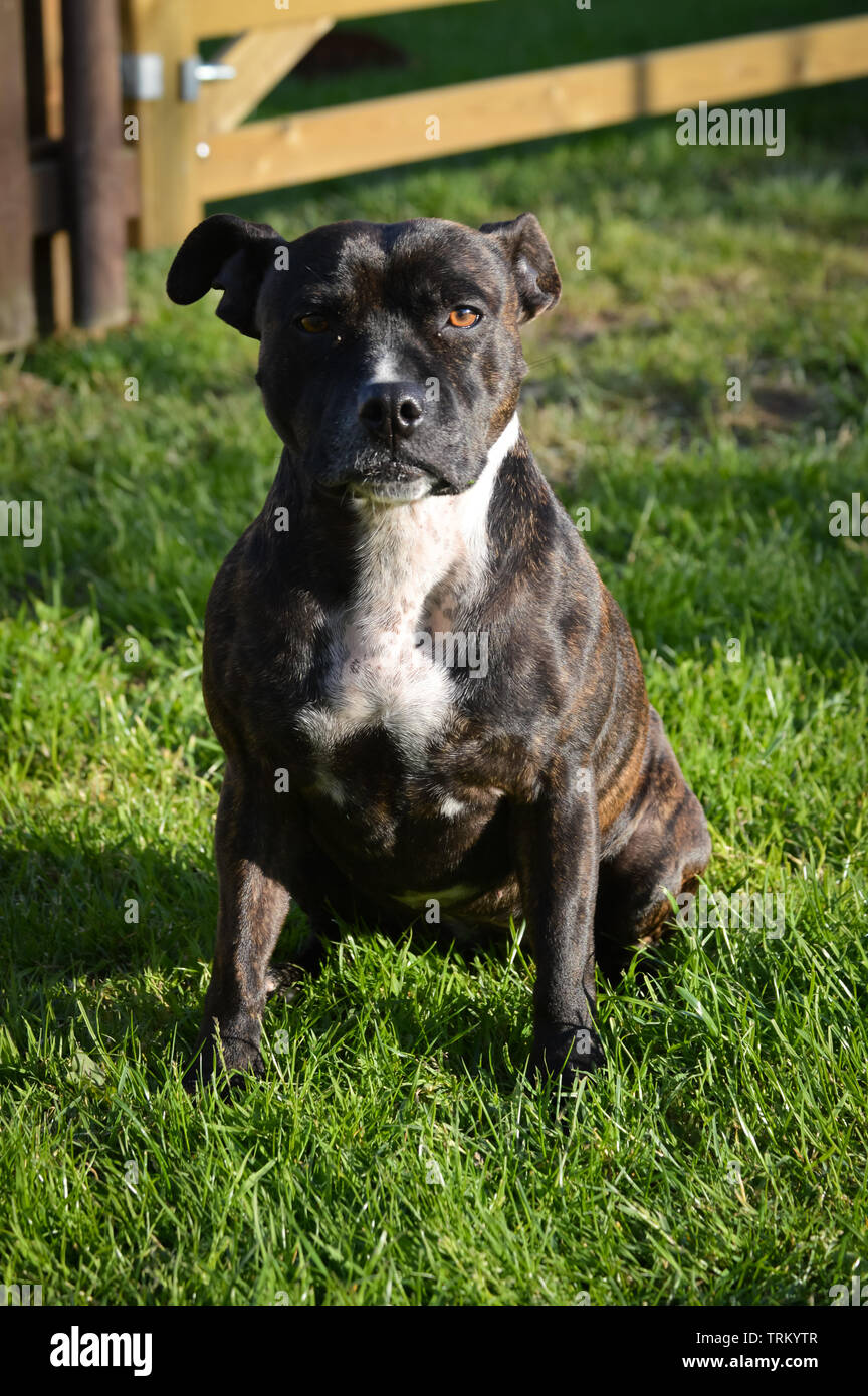 Brindle and white Staffordshire Bull Terrier family dog sitting in an ...