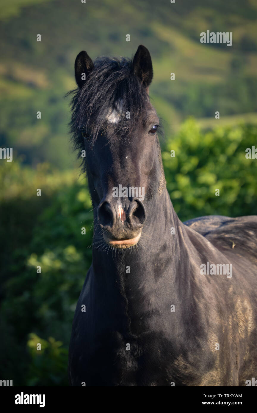 Welsh pony closeup hi-res stock photography and images - Alamy
