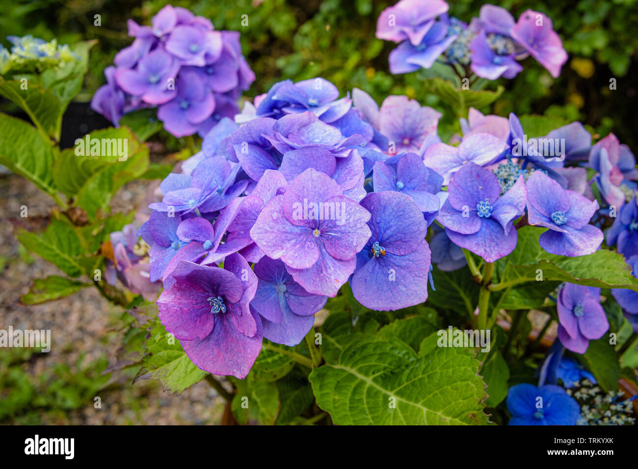 Hydrangea macrophylla in bloom hi-res stock photography and images - Alamy