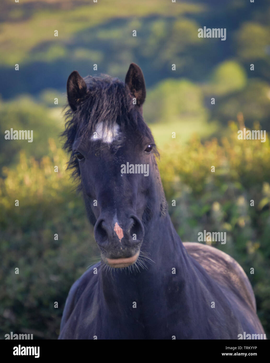 Welsh section d hi-res stock photography and images - Alamy