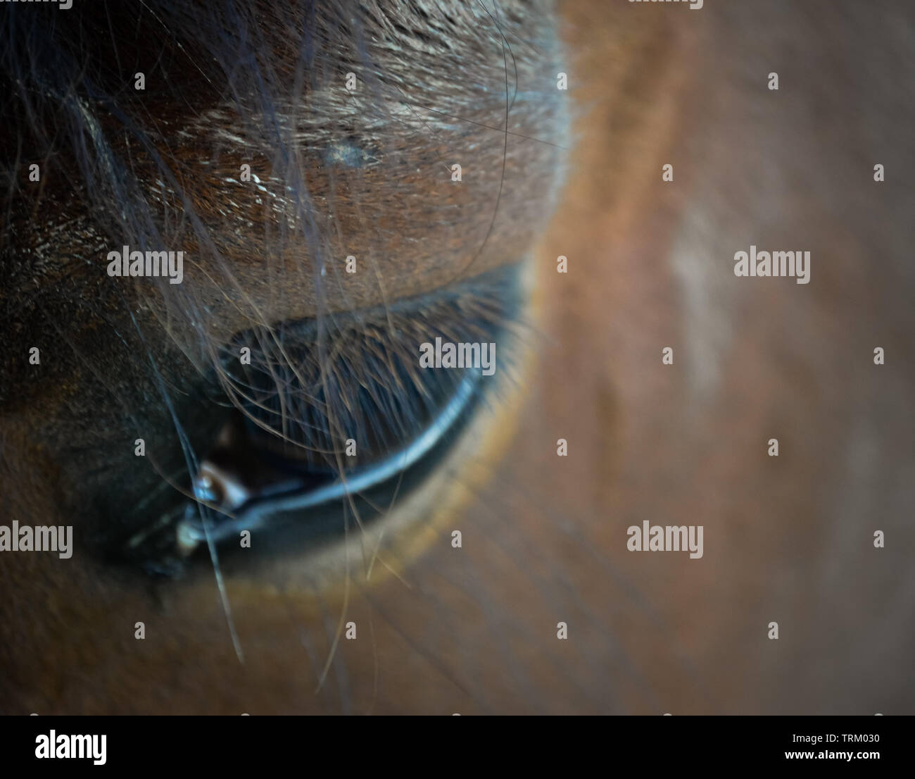 Welsh cob hi-res stock photography and images - Alamy