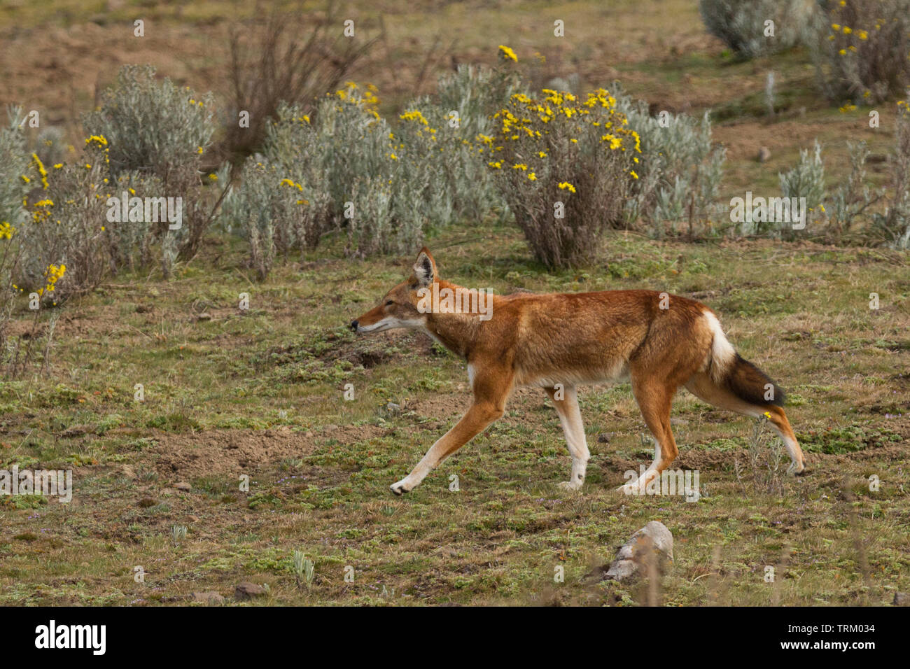 Simien jackal Ethiopian wolf (Canis simensis Stock Photo - Alamy