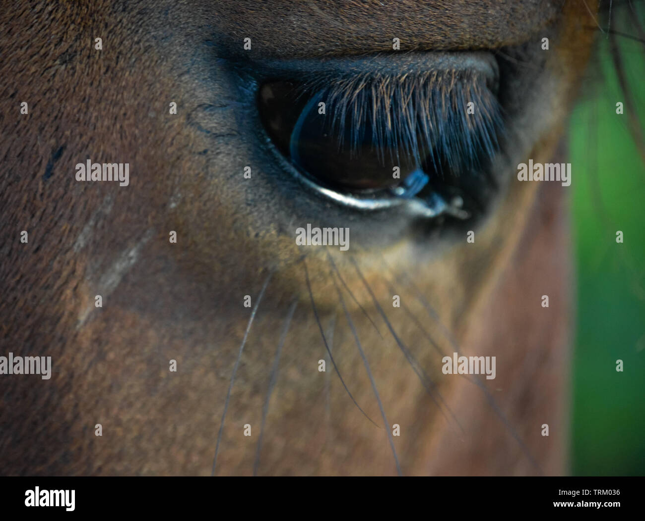 Welsh cob hi-res stock photography and images - Alamy