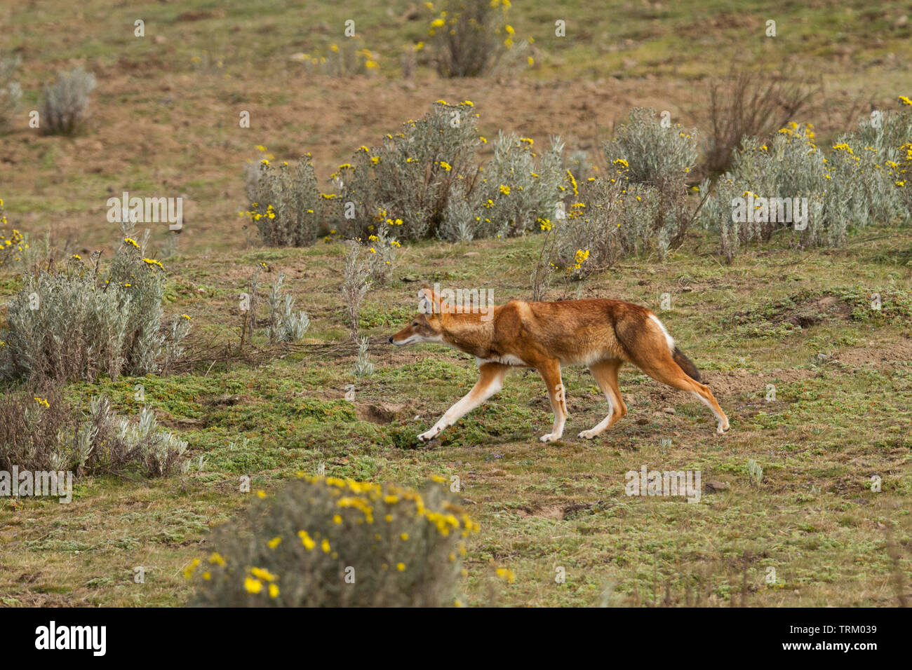 Simien jackal Ethiopian wolf (Canis simensis Stock Photo - Alamy