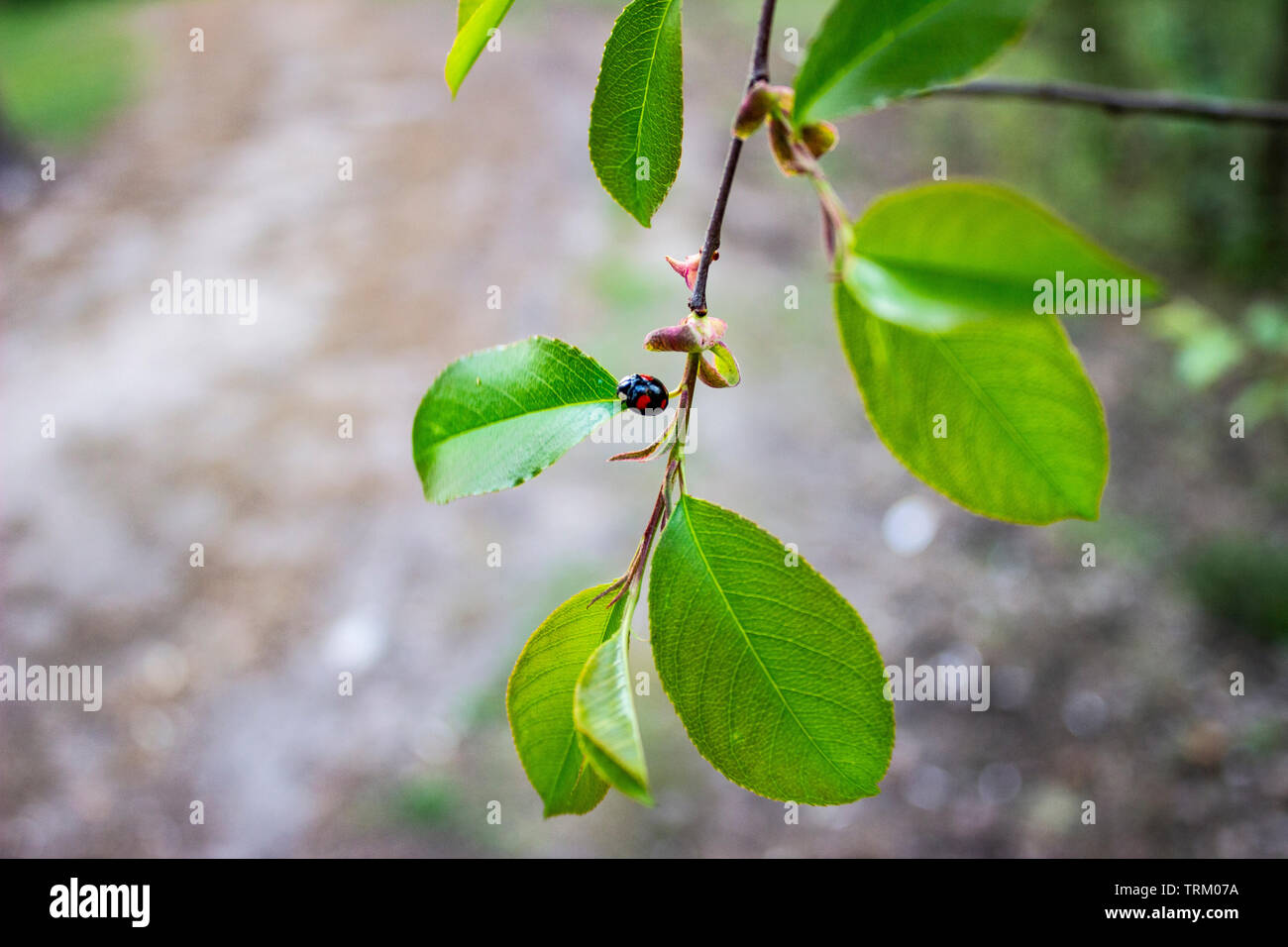 Lady bird beetle hi-res stock photography and images - Alamy
