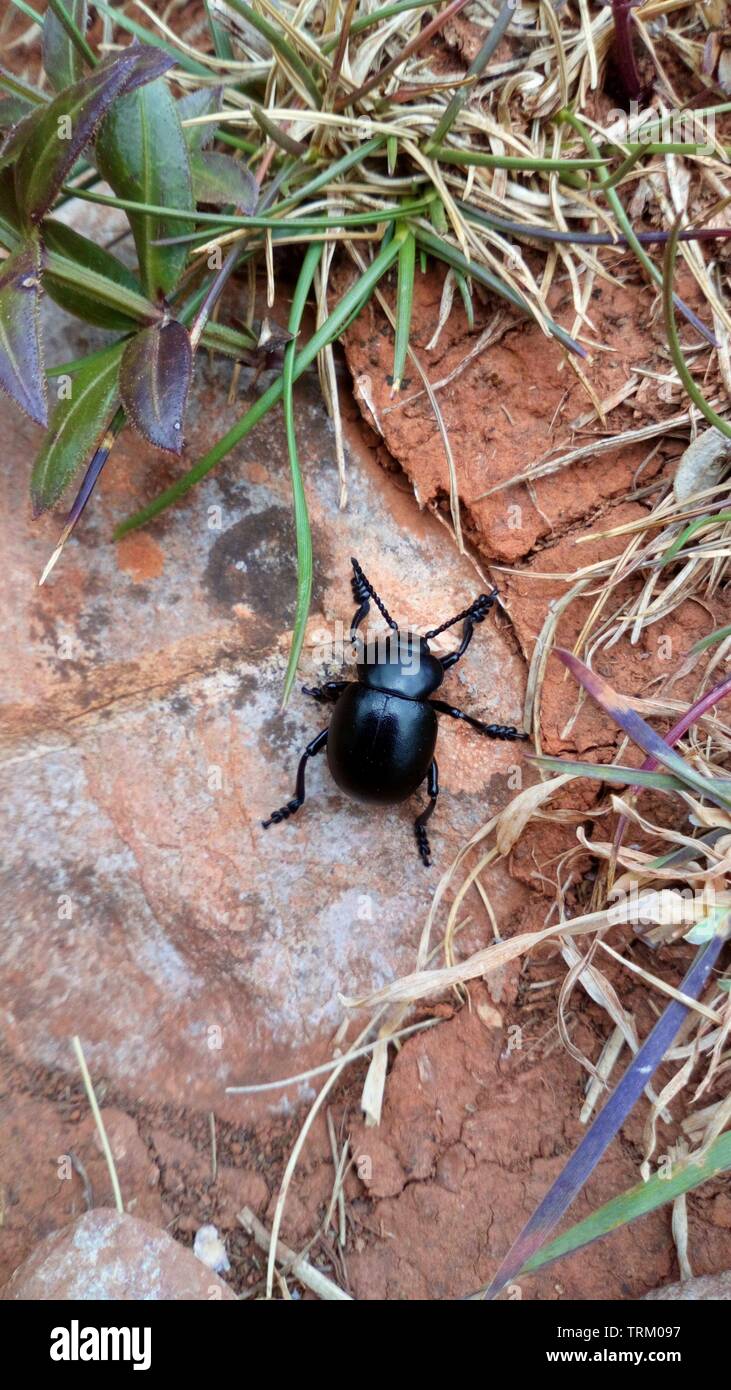 A Common Dor Beetle, woodland, England. UK Stock Photo - Alamy