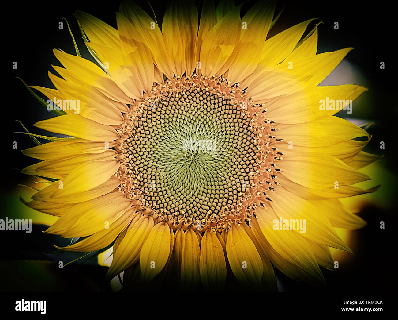 sunflower in the dark III Stock Photo - Alamy